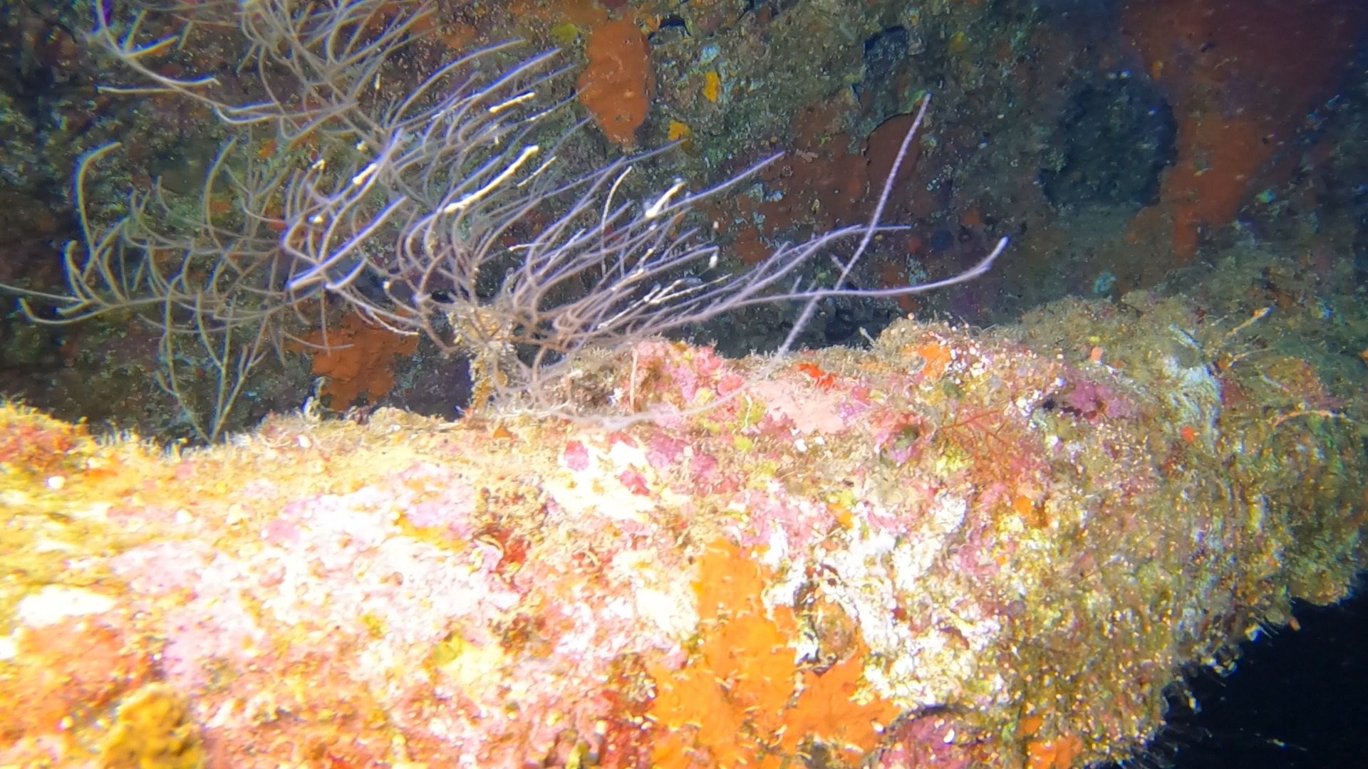 Velikonoční podmořské dobrodružství - Vrak Dunraven :: Zahrady Renáty ...